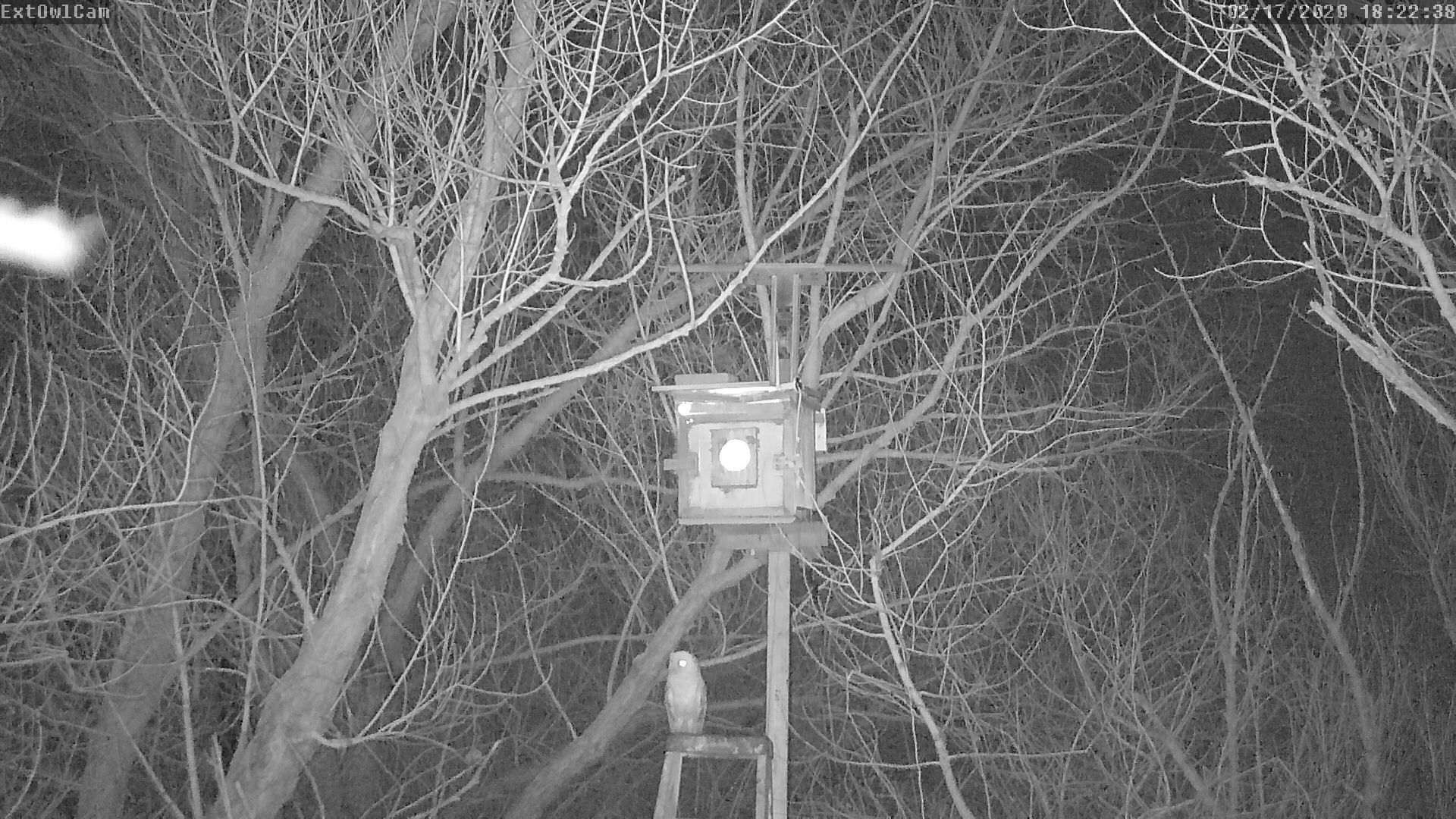 microseven works with amazon alexa, motion activated security camera ...